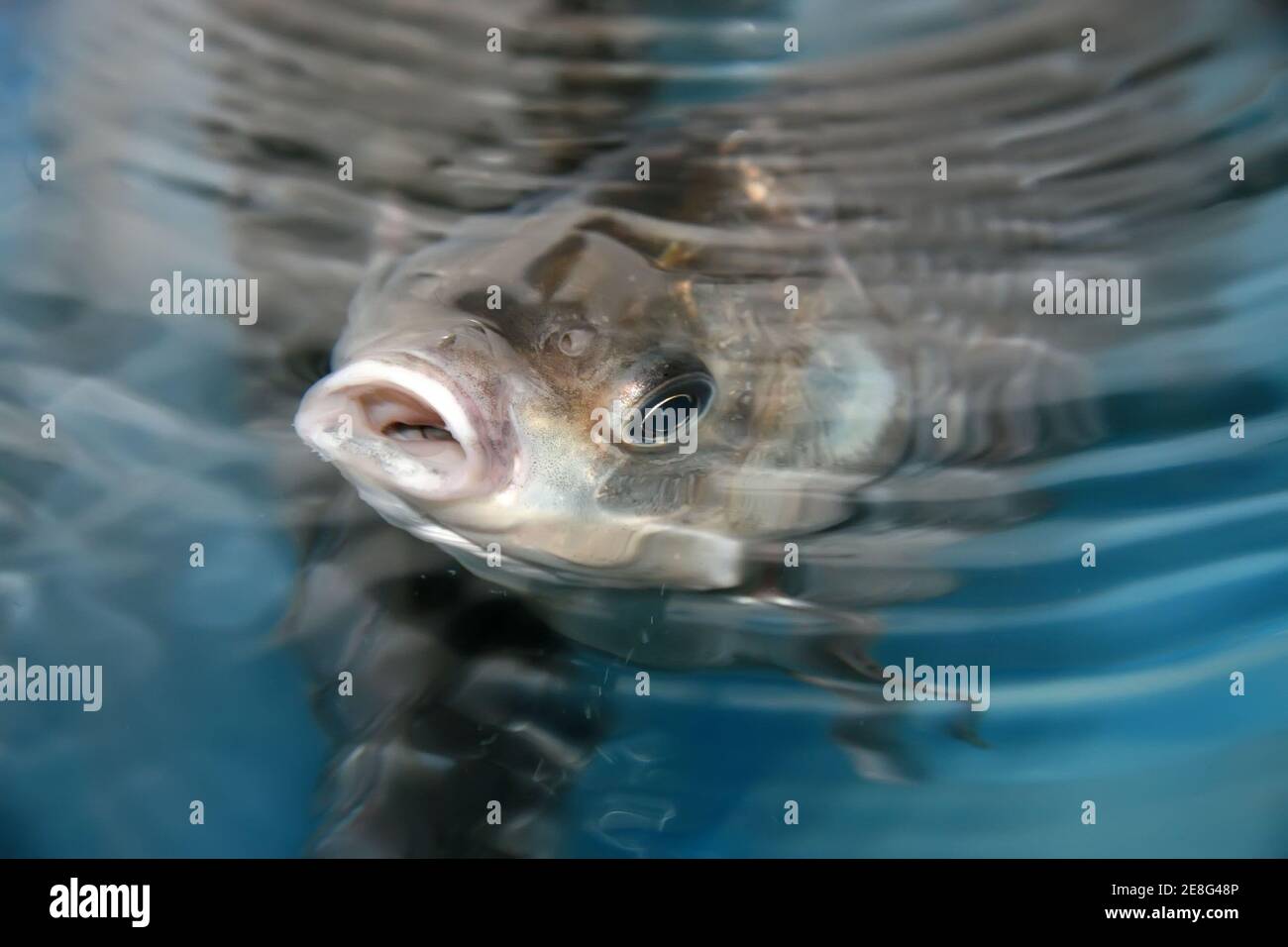 Crucian carp eyes hi-res stock photography and images - Alamy