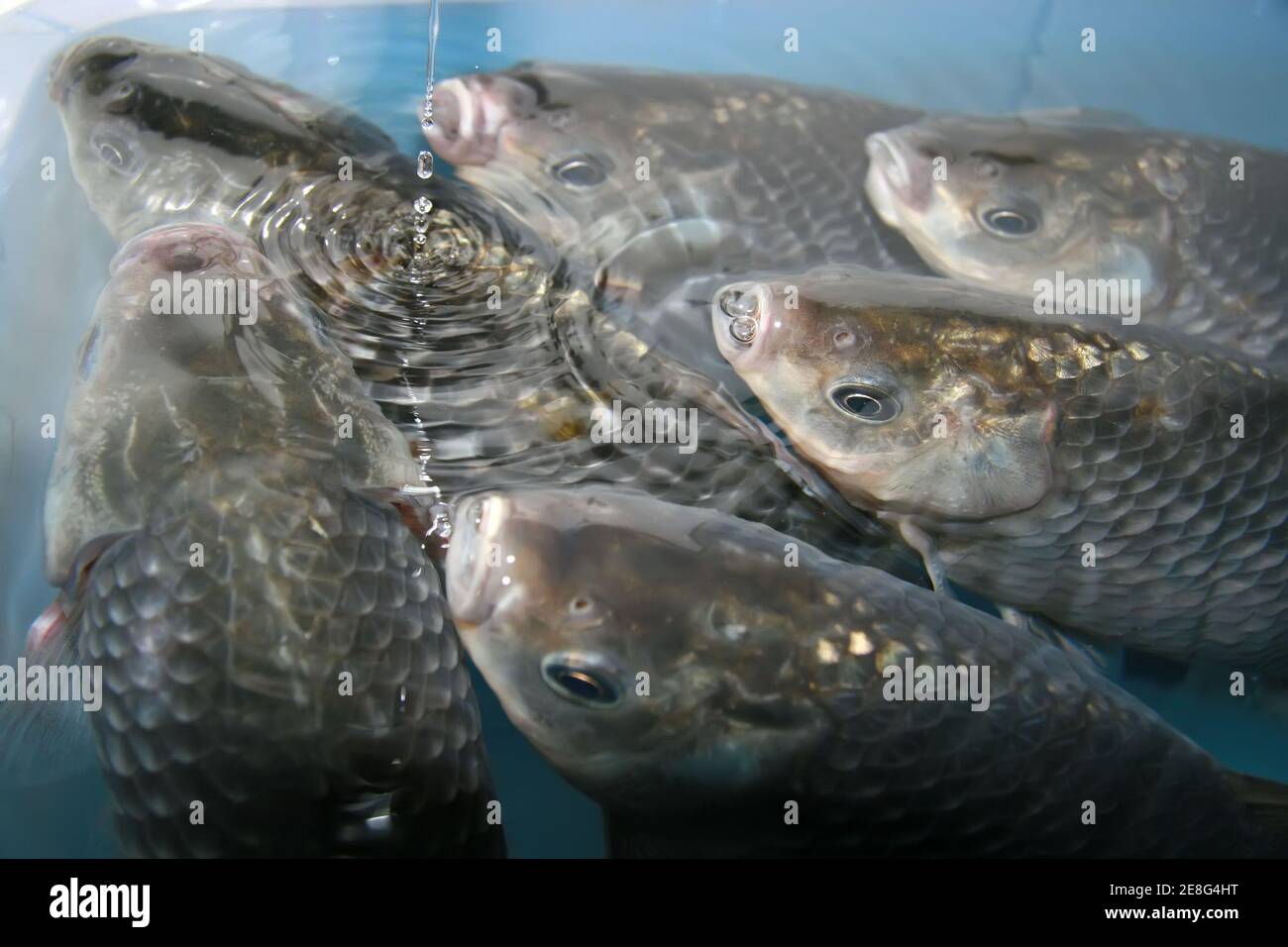 Live carp in a pool hi-res stock photography and images - Alamy