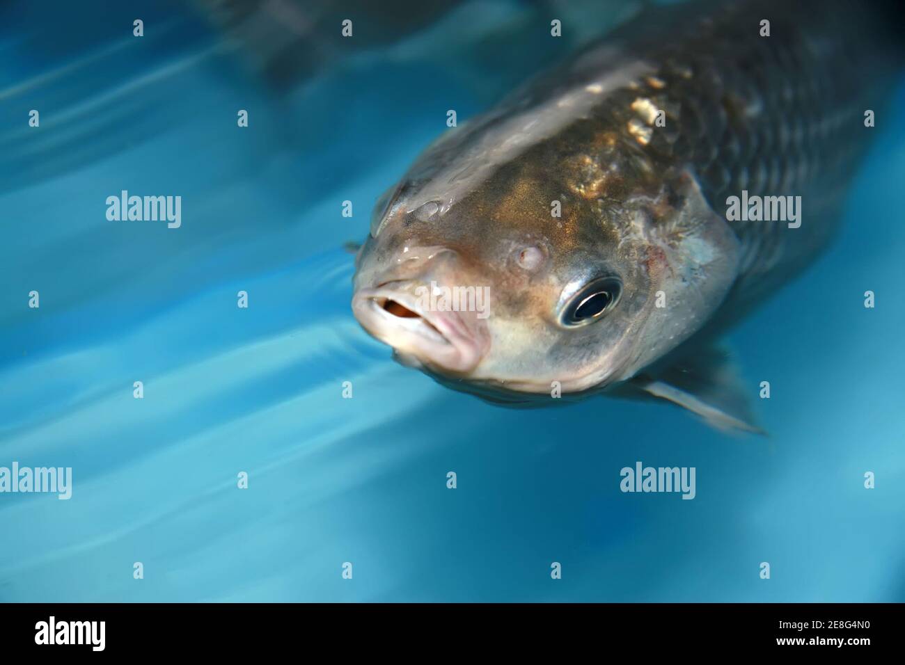 Crucian carp eyes hi-res stock photography and images - Alamy
