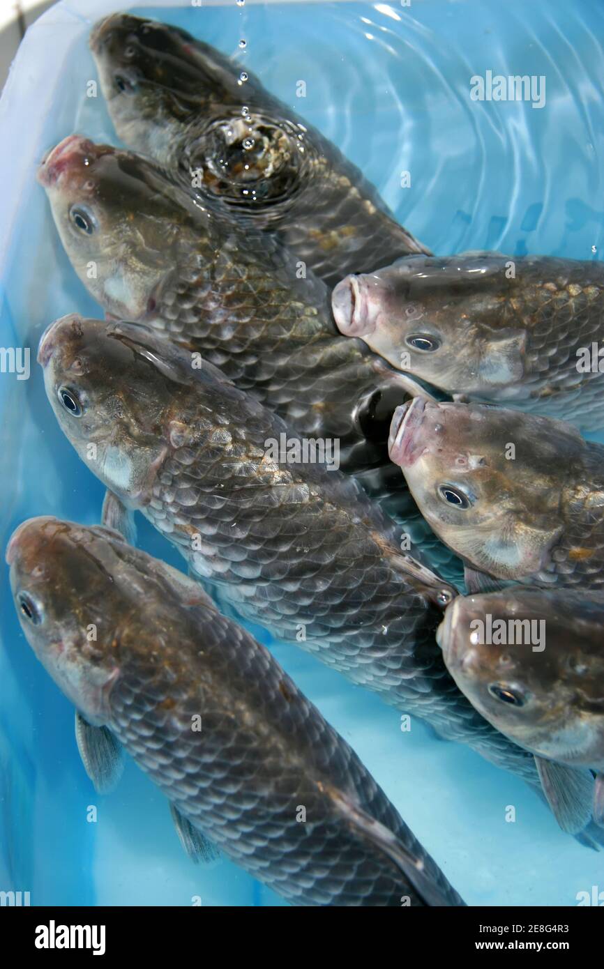 Crucian carp eyes hi-res stock photography and images - Alamy