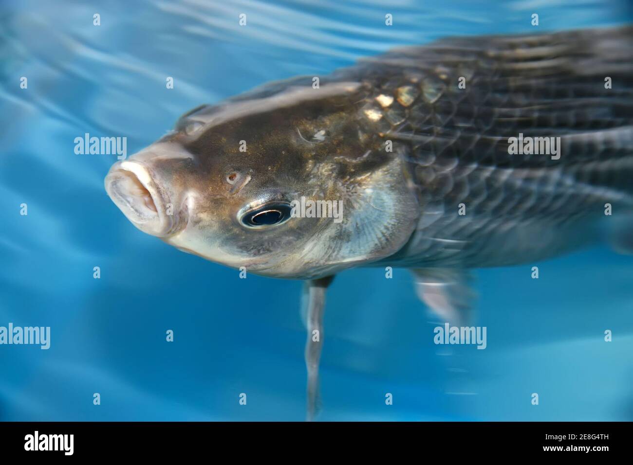 Live carp in a pool hi-res stock photography and images - Alamy