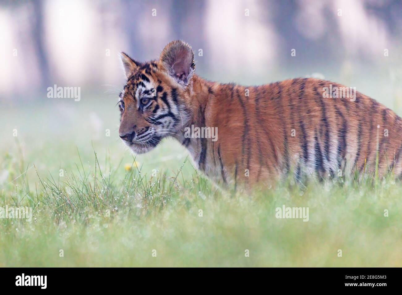 Tiger cub sitting hi-res stock photography and images - Alamy