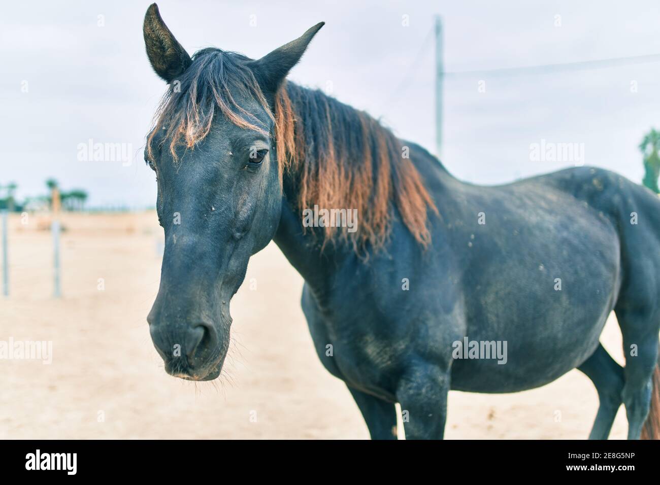 Adorable horse at the farm Stock Photo - Alamy