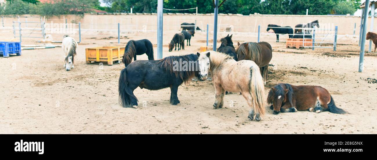 Adorable pony walking at the farm Stock Photo - Alamy