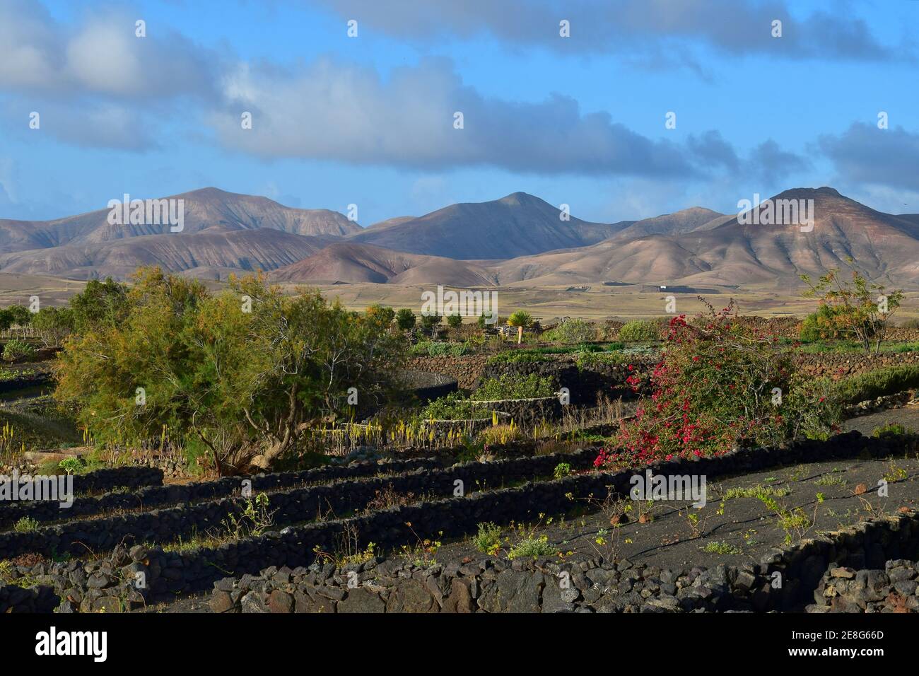 Beautiful landscape in Lanzarote. A garden with a flowering ...