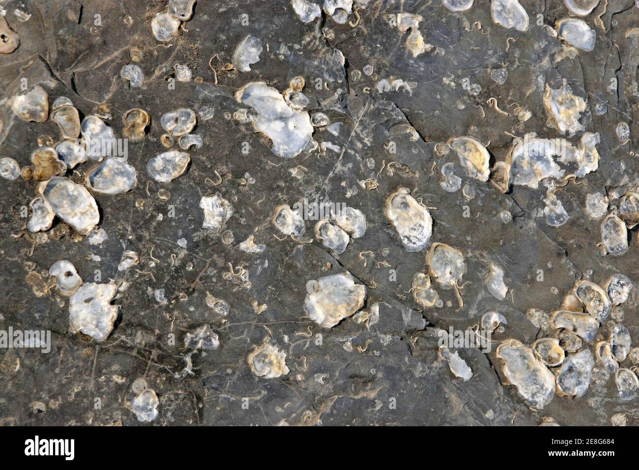 Oyster fossils hi-res stock photography and images - Alamy