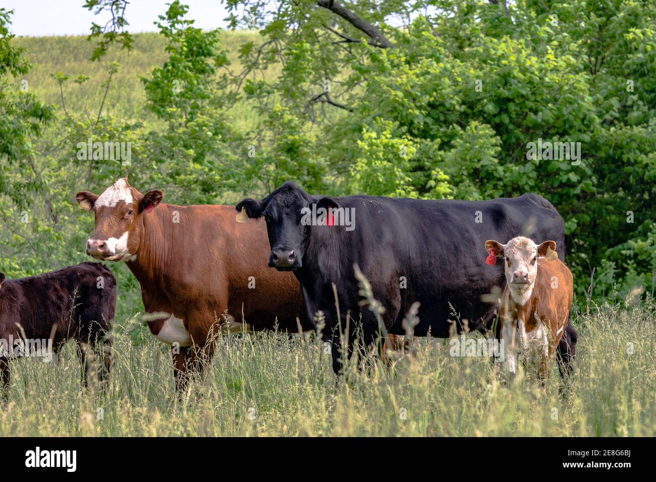 Crossbred cows and calves standing in a summer pasture Stock Photo - Alamy