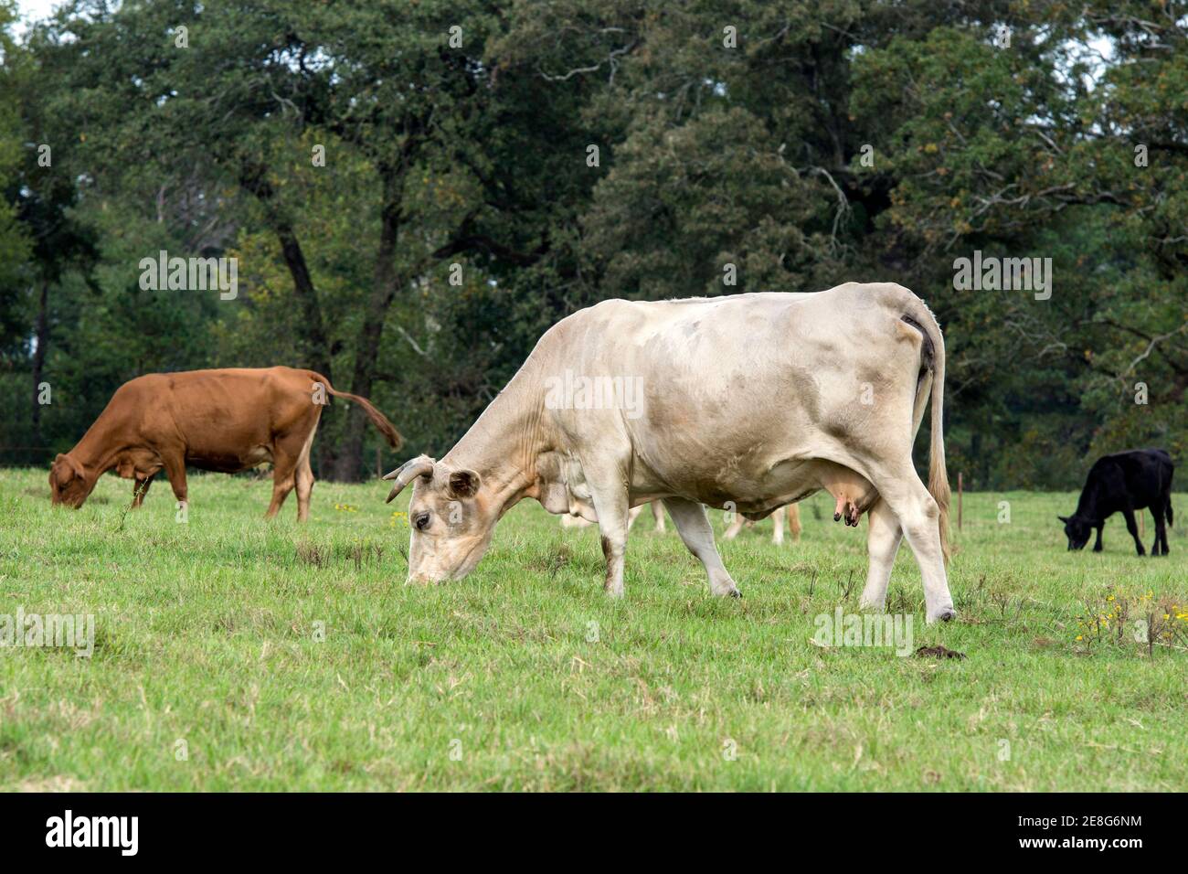 Bermuda grass hi-res stock photography and images - Alamy