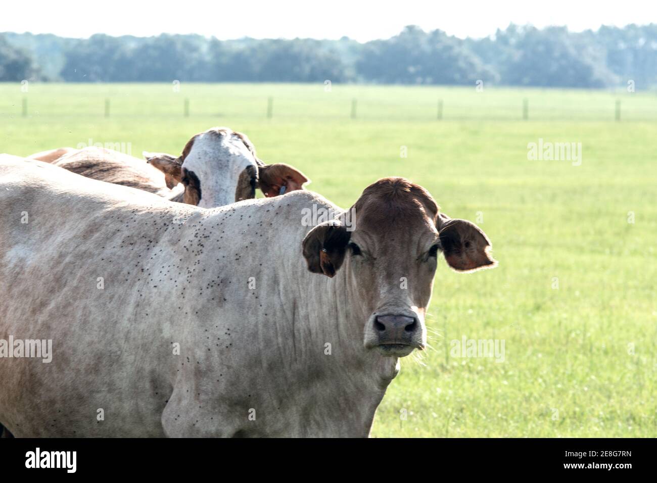 Left Two Cows High Resolution Stock Photography and Images - Alamy