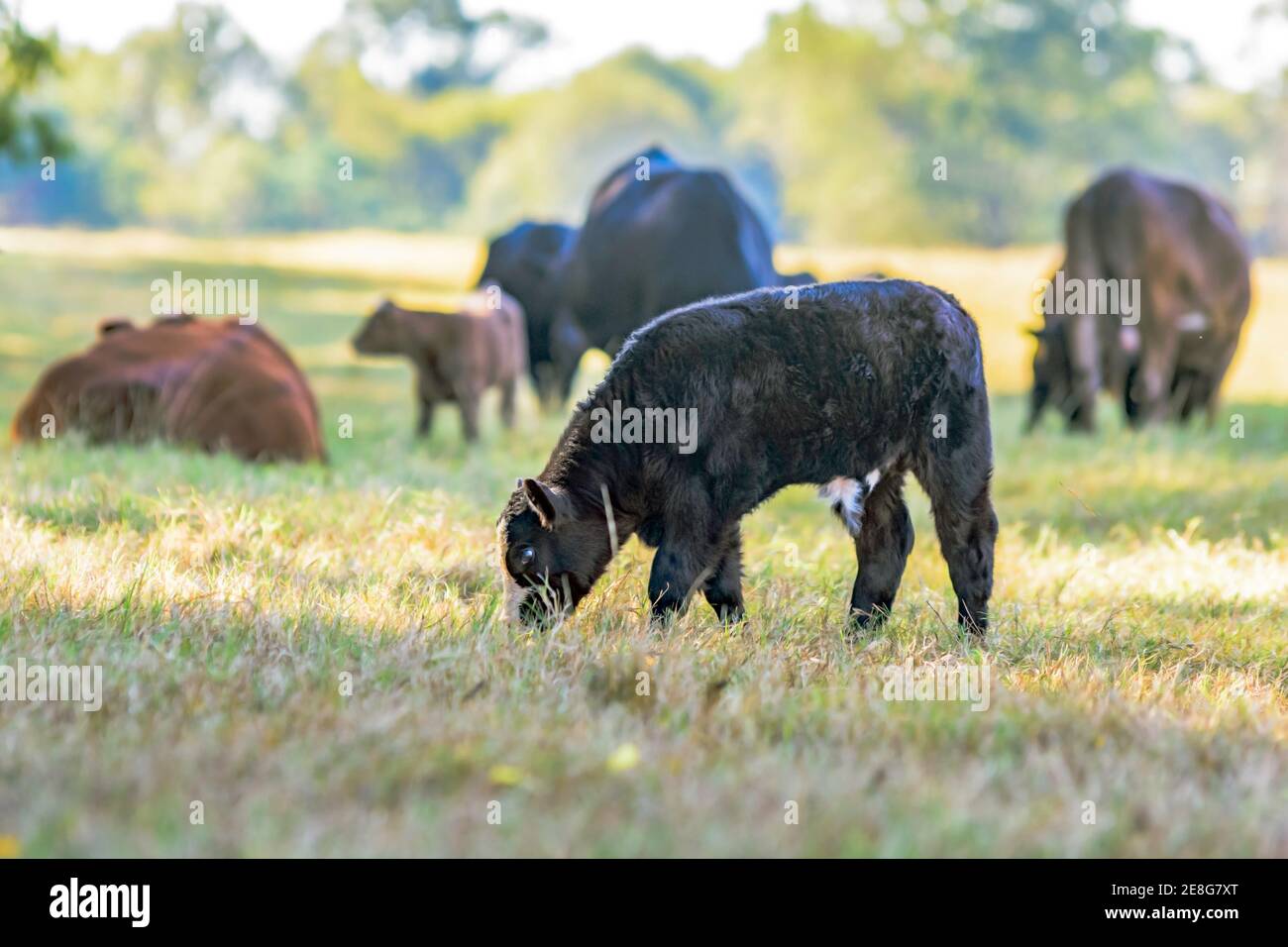 Angus cattle florida hi-res stock photography and images - Alamy