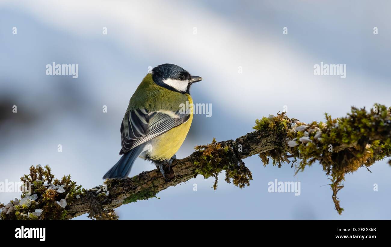 bird, natur, ast, wild lebende tiere, stieglitz, tier, baum, finch ...