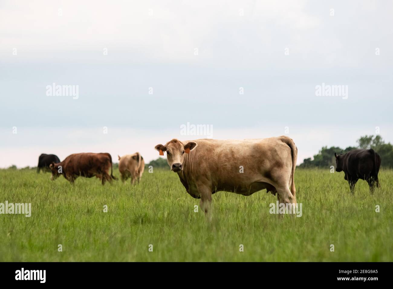 Commercial crossbred beef cows in tall bermudagrass with blank sky with ...