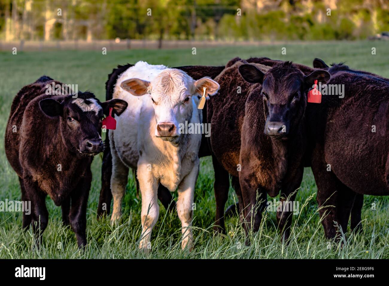 Angus crossbred and Charolais heifers in a green rye grass pasture in ...