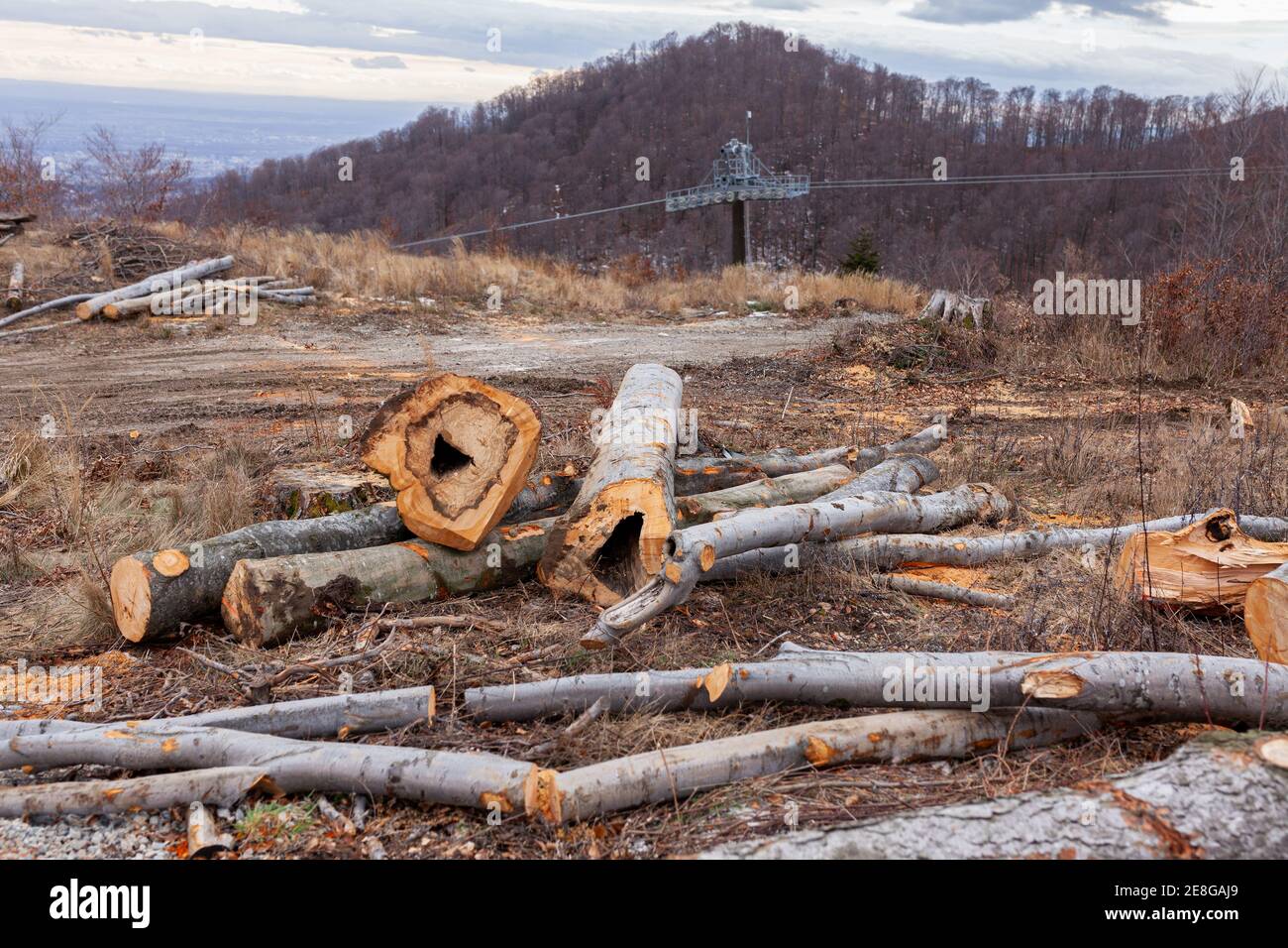 Mountain clearing filled with logs from freshly cut trees with new ...