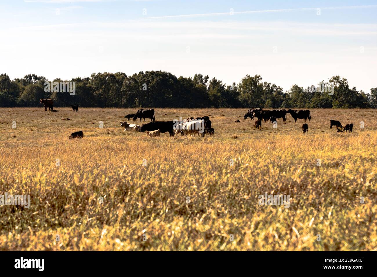 Texas cow drought hi-res stock photography and images - Alamy