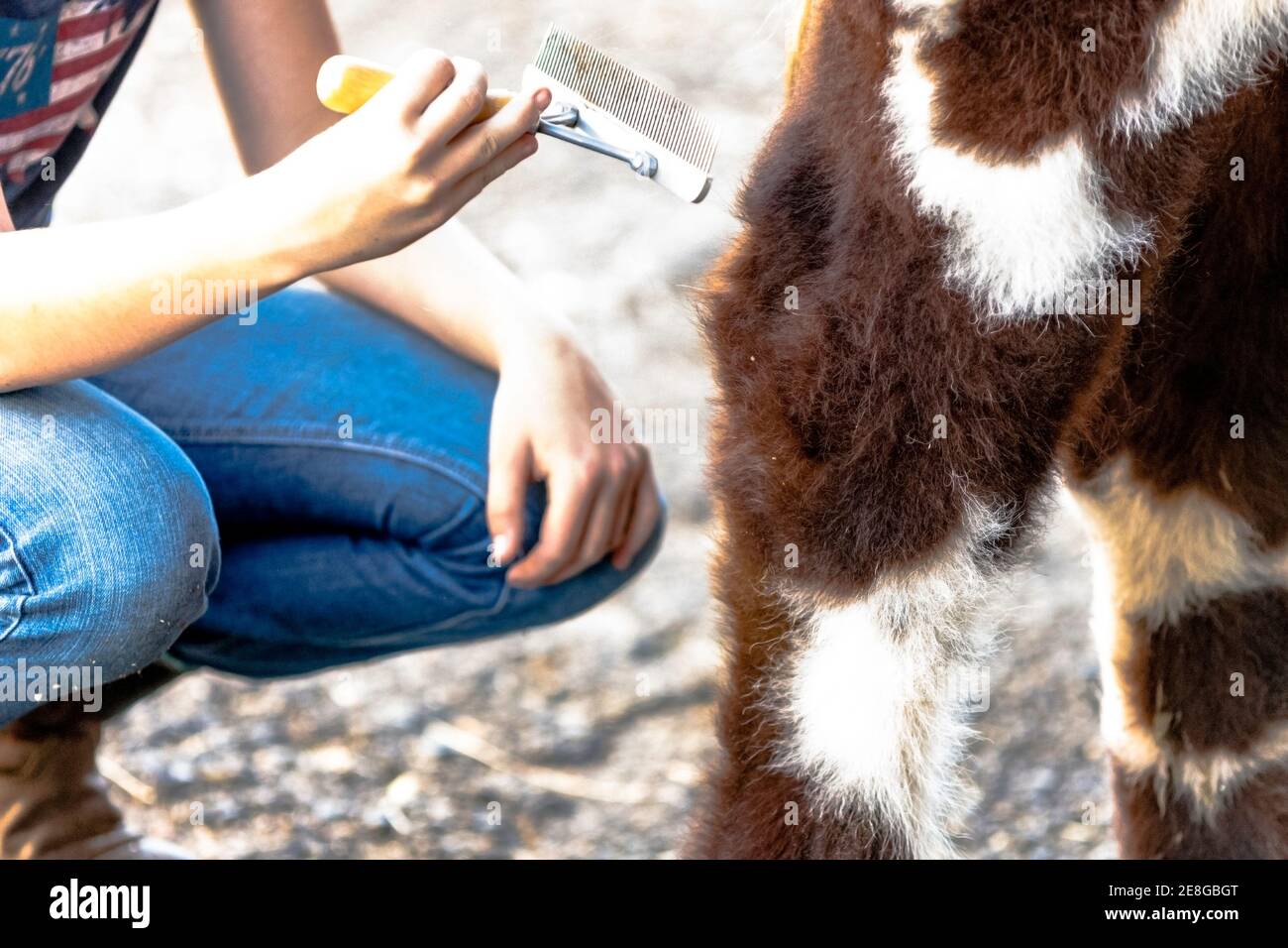 A young girl combing the legs of her heifer to get ready for the show ...