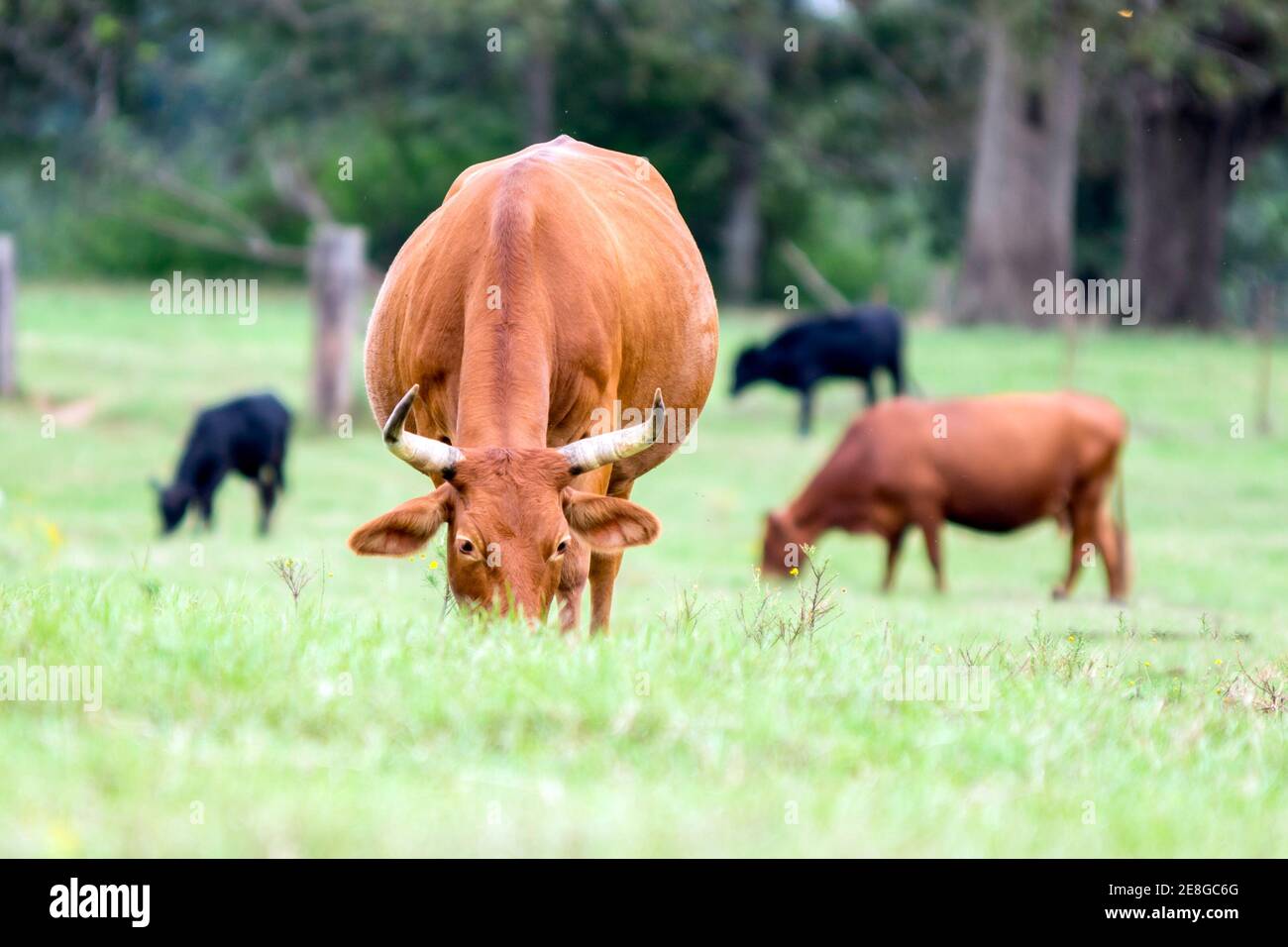 Steers field hi-res stock photography and images - Alamy