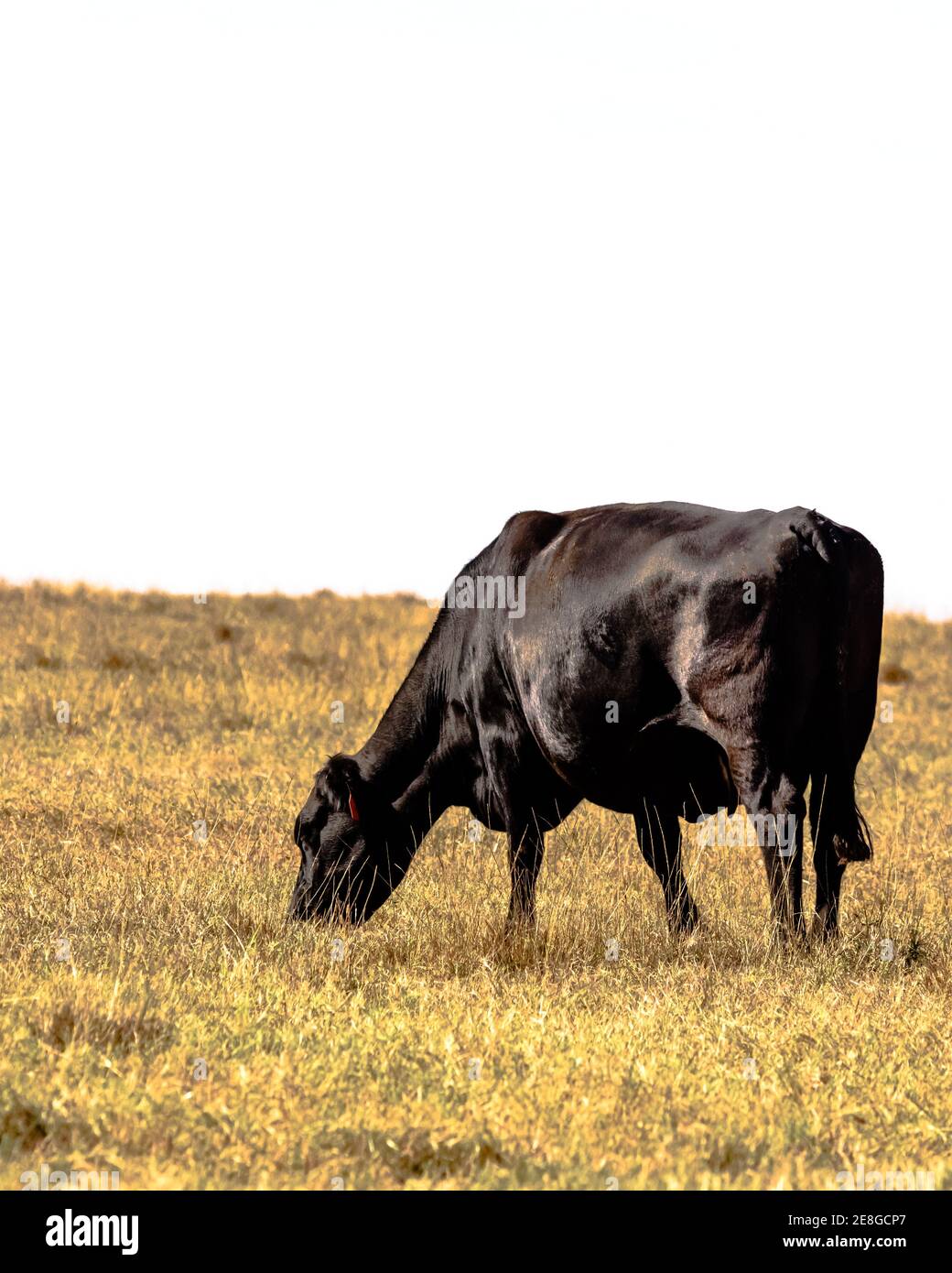 Grazing black Angus cow in a dormant bermuda grass pasture in vertical ...