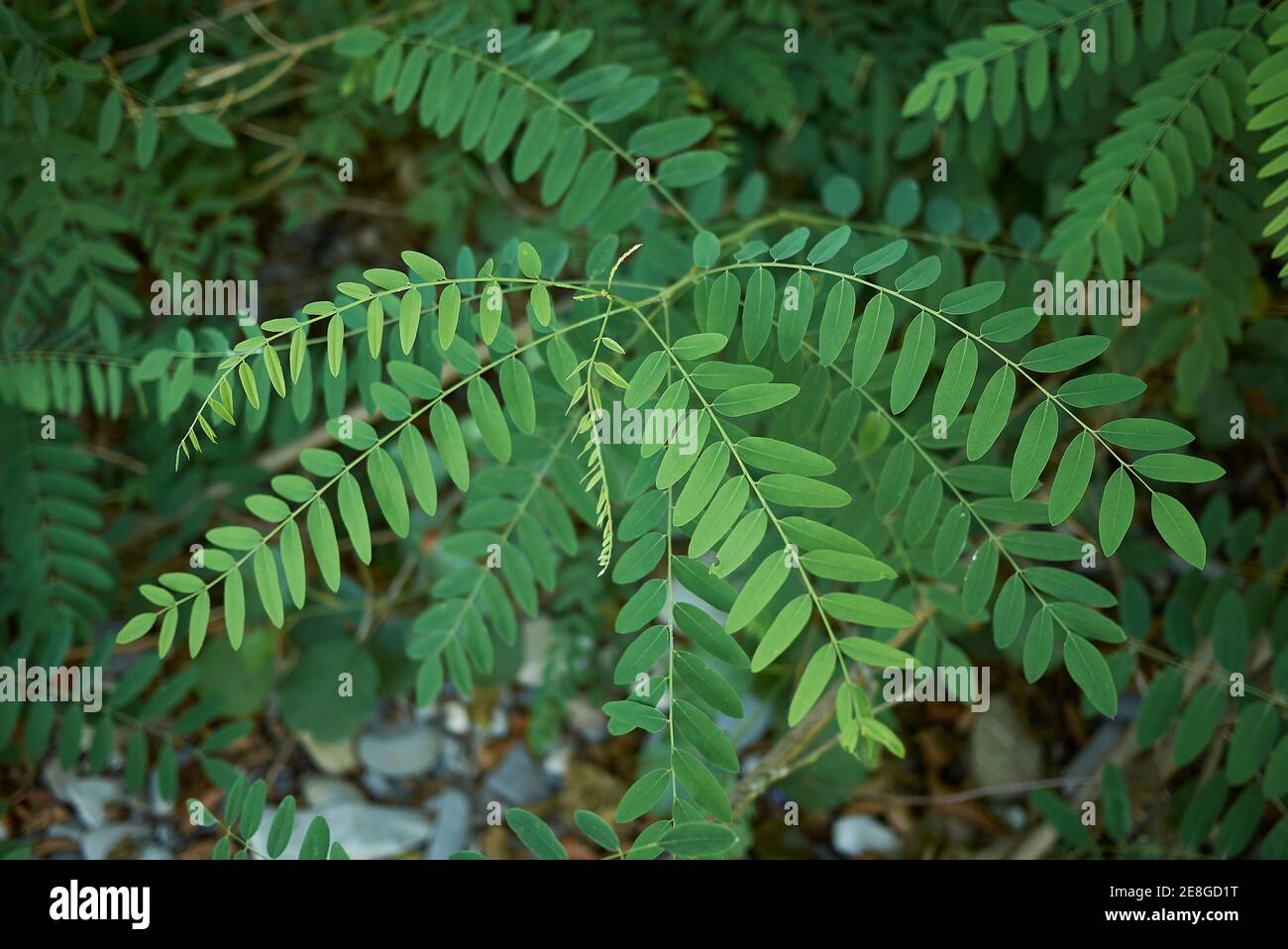 Amorpha fruticosa fresh foliage Stock Photo - Alamy