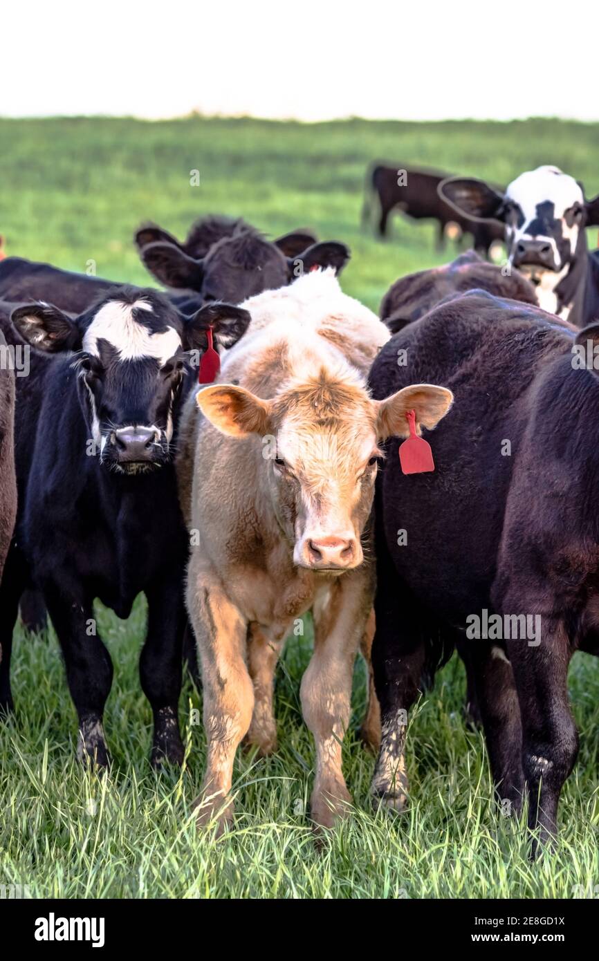 Group of commercial beef heifers standing in a green field - vertical ...