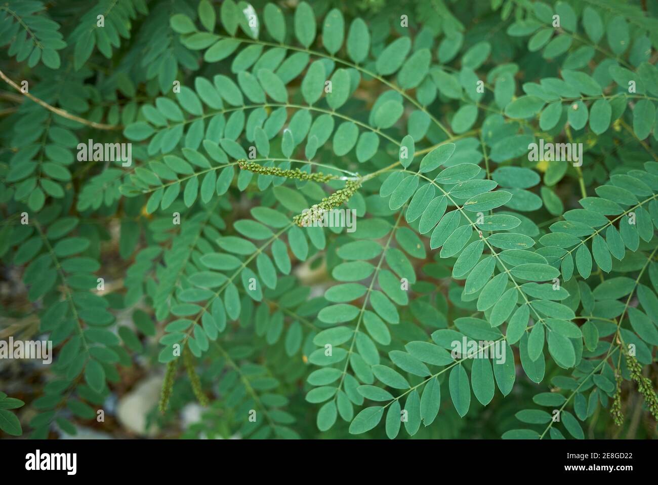 Amorpha fruticosa fresh foliage Stock Photo - Alamy