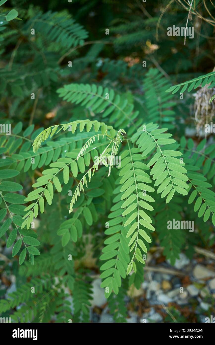 Amorpha fruticosa fresh foliage Stock Photo - Alamy