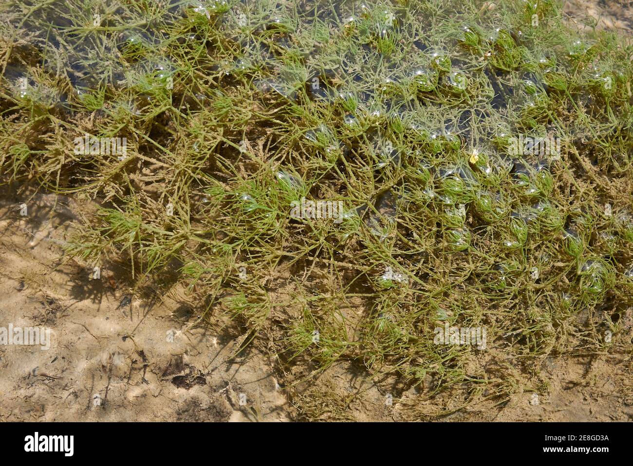 Ceratophyllum demersum aquatic plant in a stream Stock Photo - Alamy