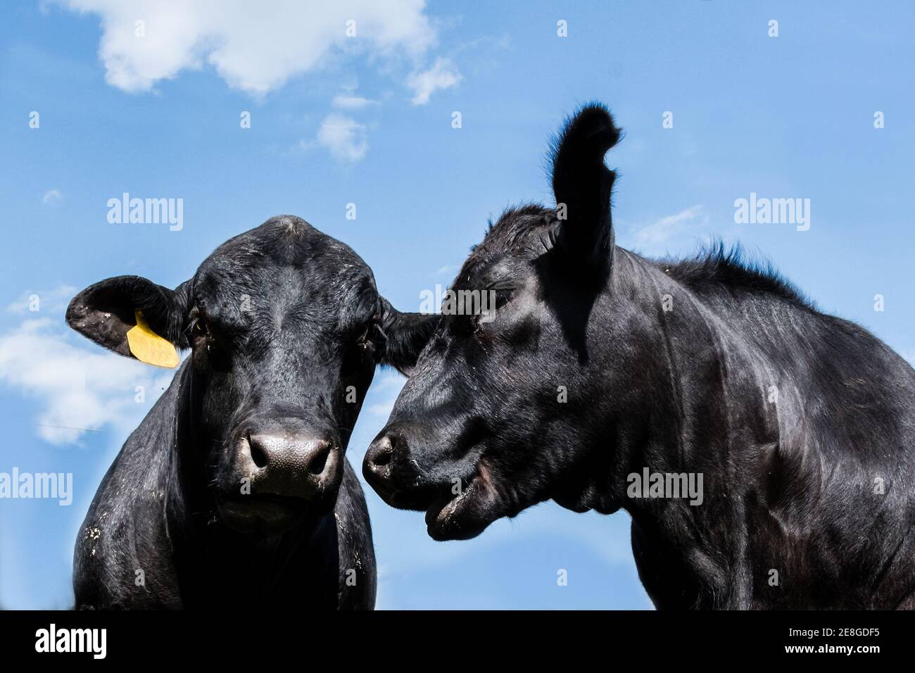 One black Angus cow appears to be speaking to a young black Angus bull ...
