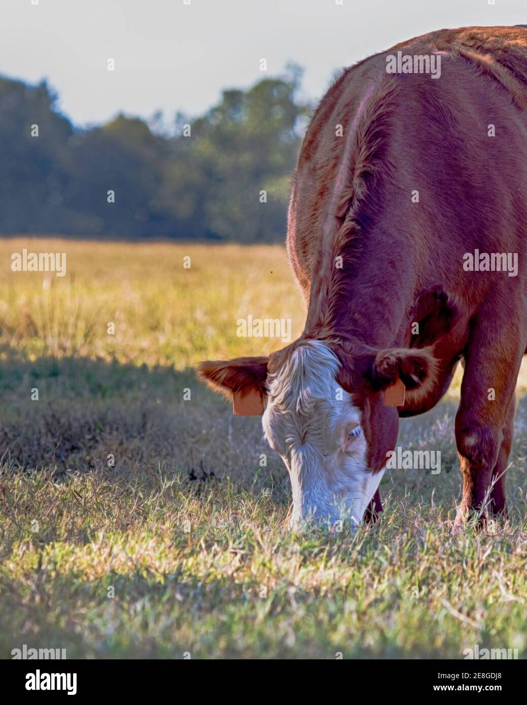 Livestock commercial animal animals hi-res stock photography and images ...