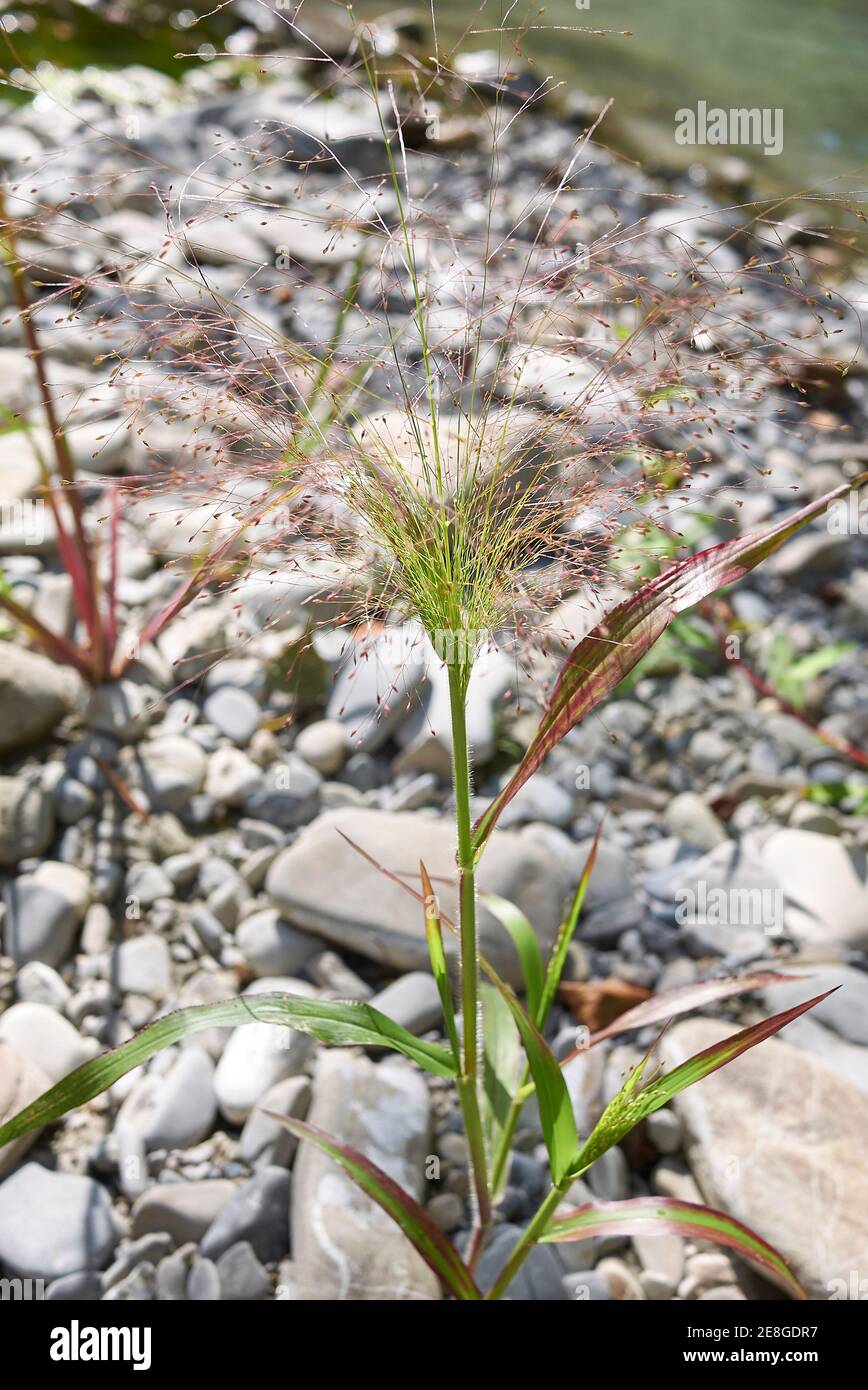 Inflorescence panicle hi-res stock photography and images - Alamy