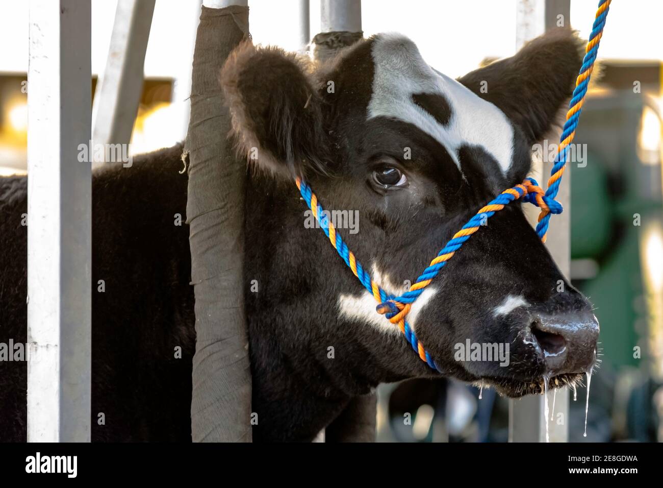 Black and white Angus crossbred heifer tied in a blocking chute Stock ...