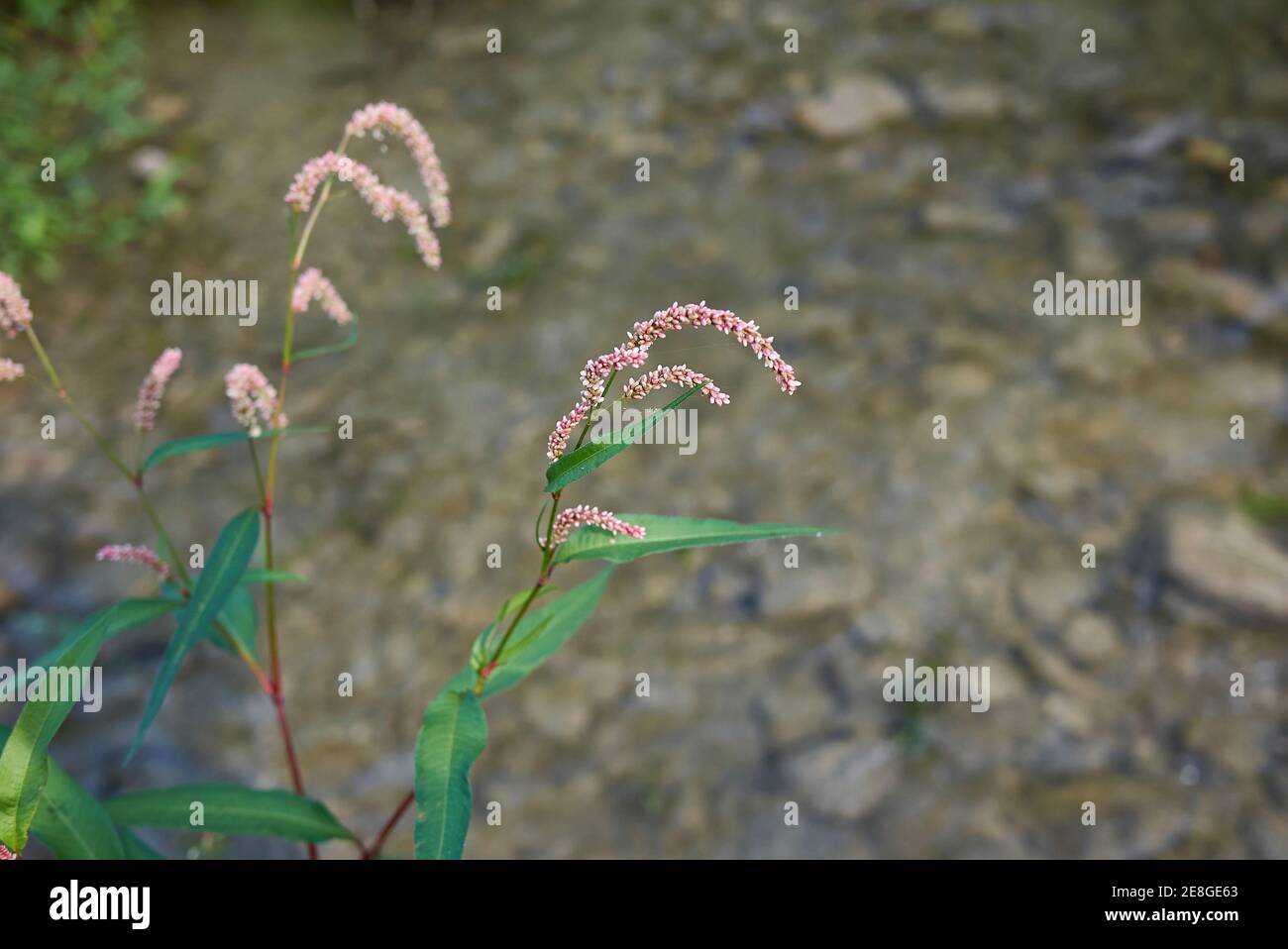 Persicaria lapathifolia plants in bloom Stock Photo - Alamy