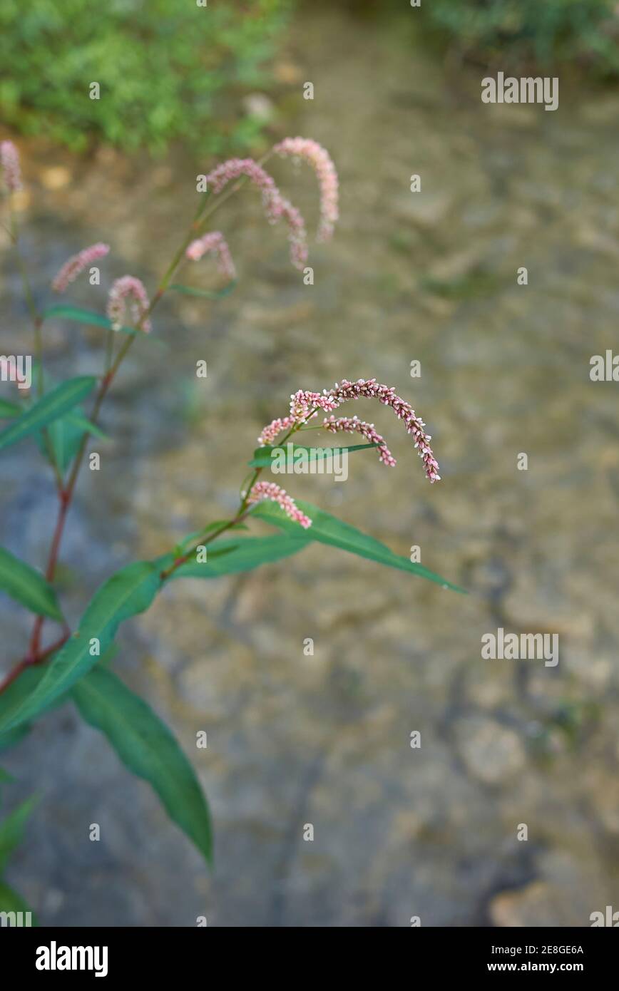Persicaria lapathifolia plants in bloom Stock Photo - Alamy