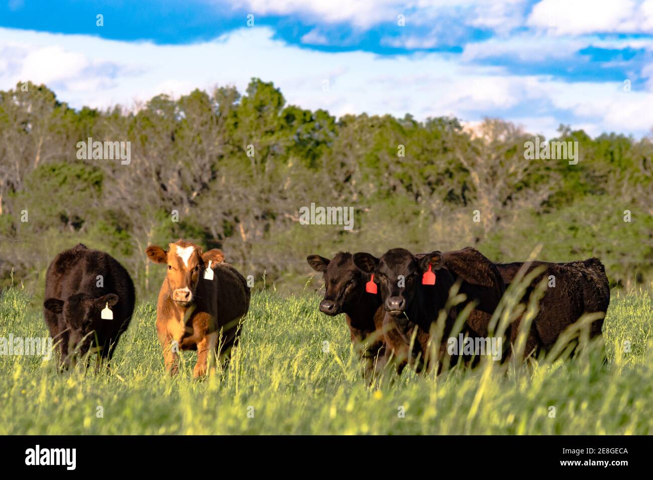 Heifers in a field of tall lush spring rye grass Stock Photo - Alamy