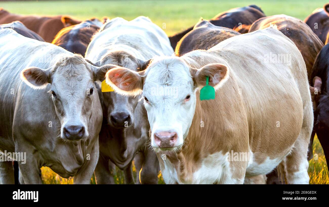 Steers field hi-res stock photography and images - Alamy