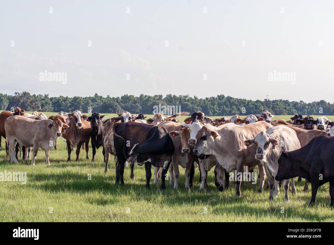 Bermuda Grass Disease High Resolution Stock Photography and Images - Alamy
