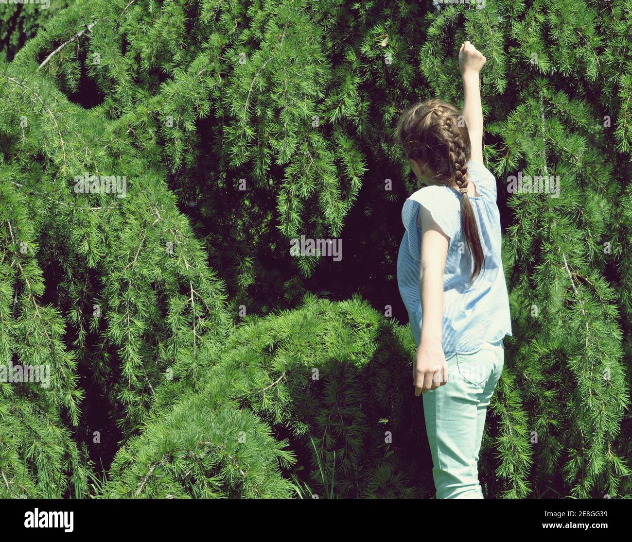 Girl pine hi-res stock photography and images - Alamy