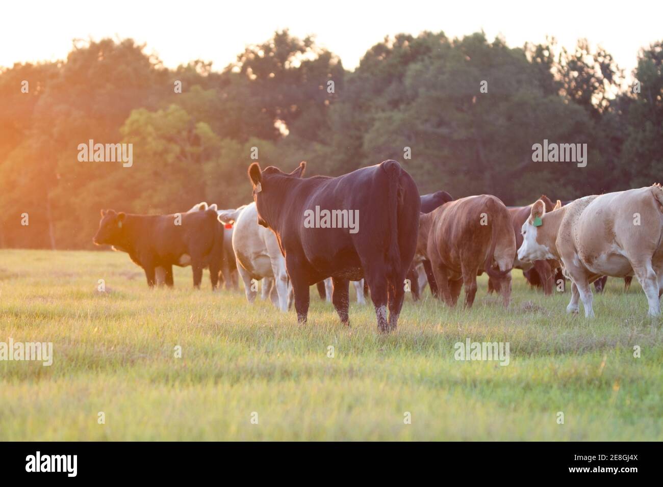 A herd of cattle walking towards the sunset with lens flare on the left ...