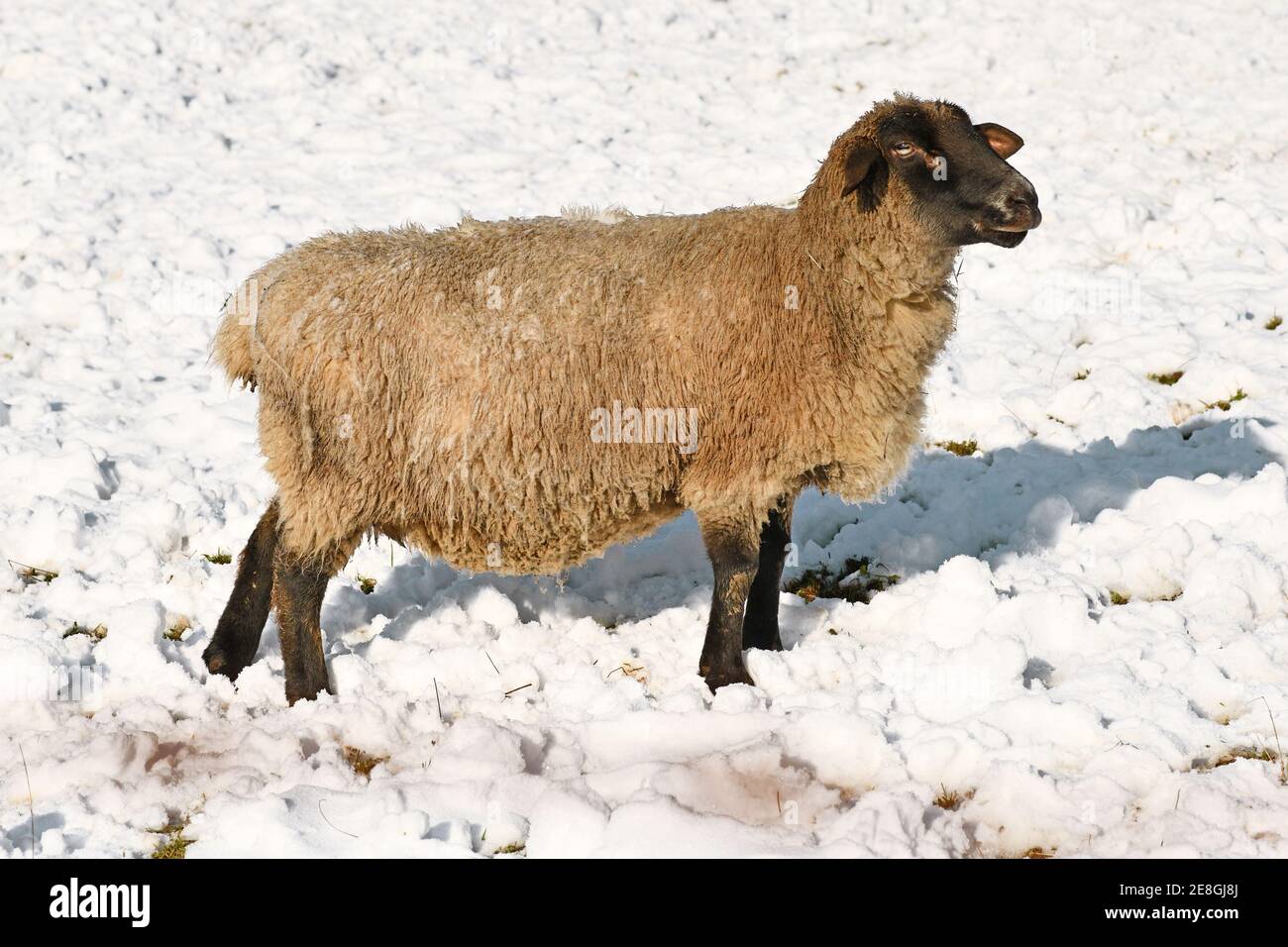 Sheep of German breed called 'Deutsches schwarzköpfiges Fleischschaf ...
