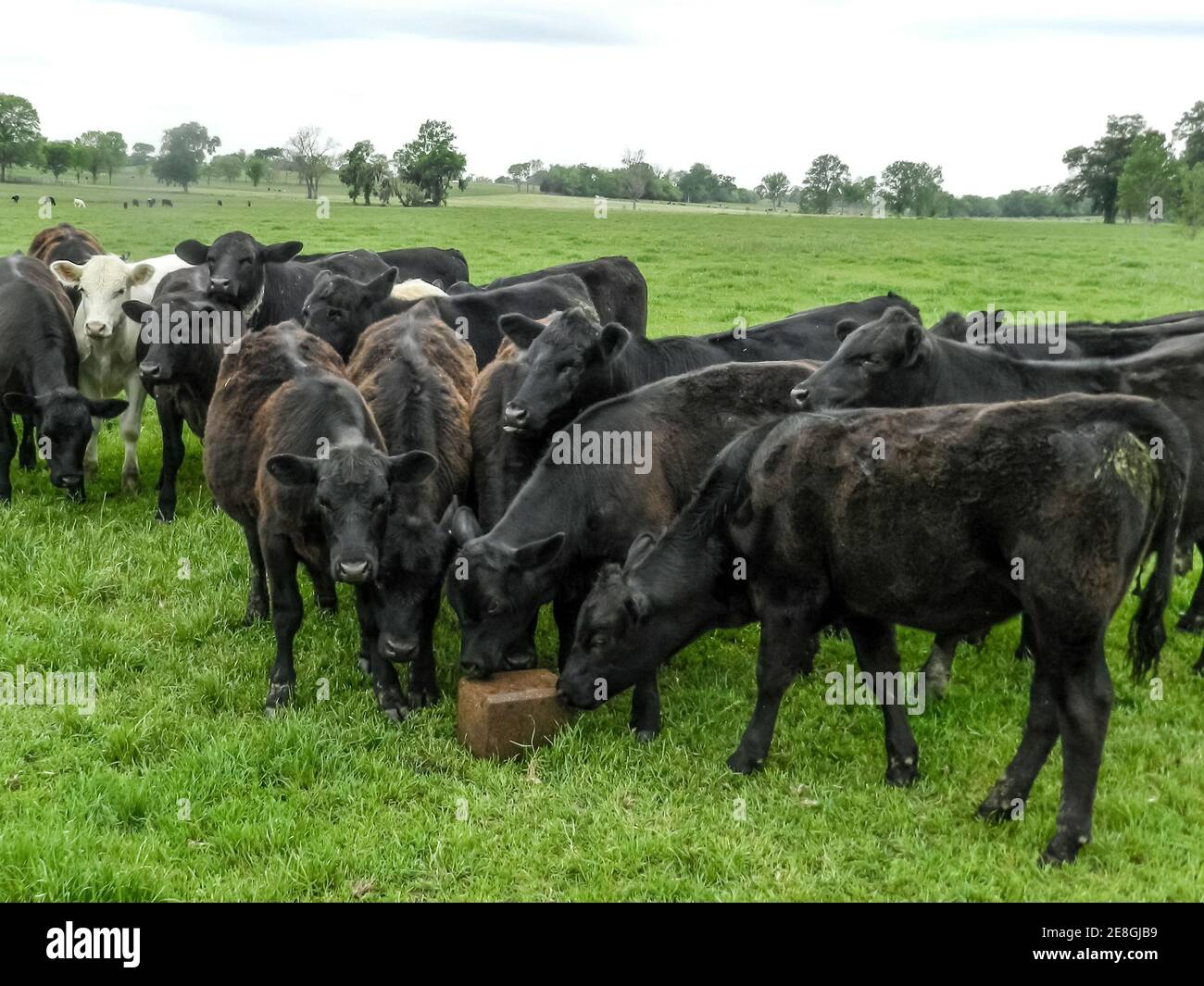 A group of mostly Angus young beef cattle gathered around a pressed ...