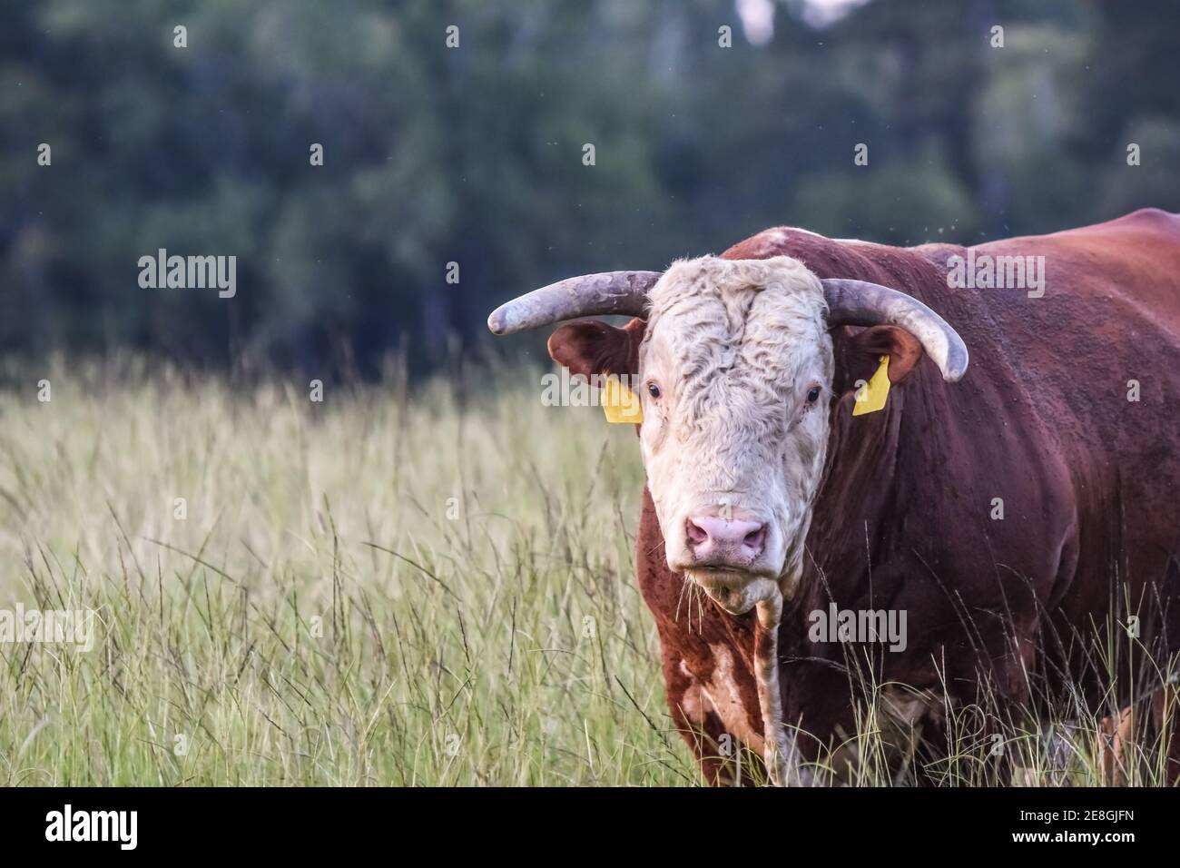 Red and white Hereford bull covered in horn flies standing in a pasture ...