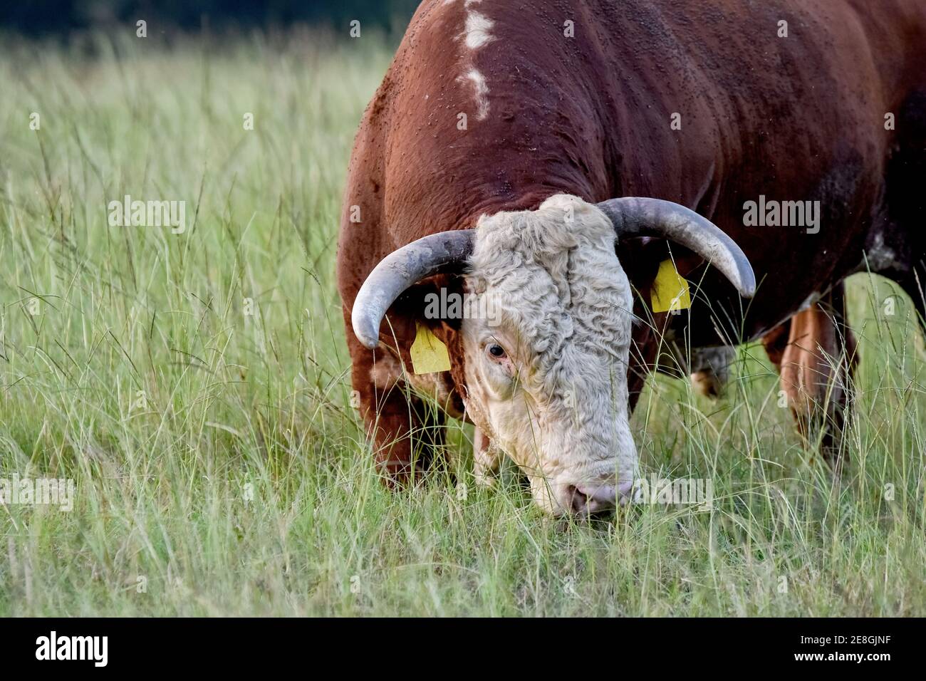 A horned Hereford bull grazing in tall grass Stock Photo - Alamy