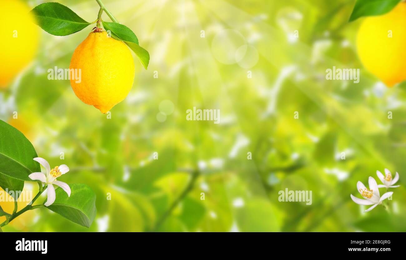 Plantation with lemon trees and copy space Stock Photo - Alamy