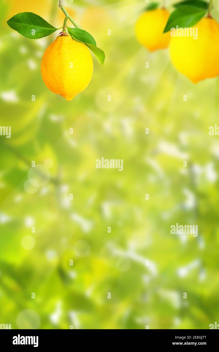 Citrus plantation hi-res stock photography and images - Alamy