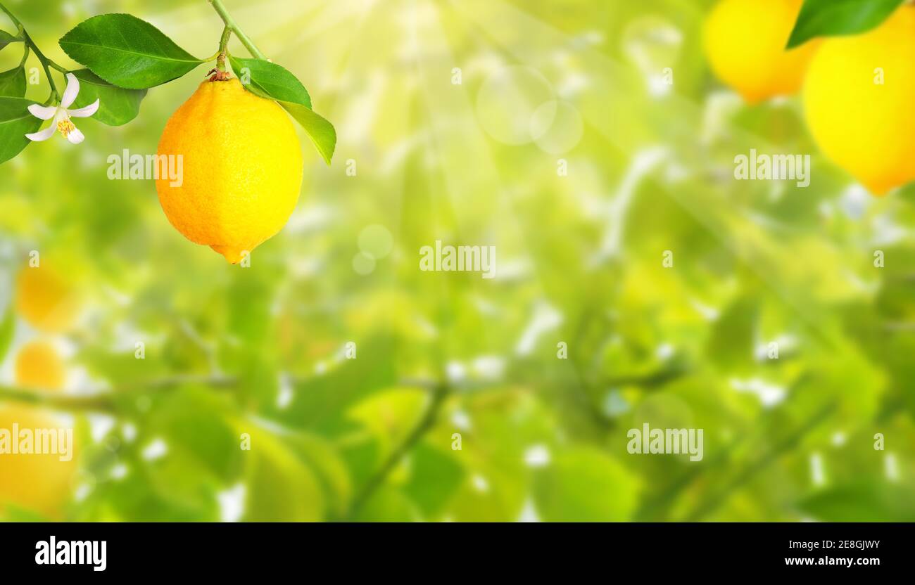 Plantation with lemon trees and copy space Stock Photo - Alamy