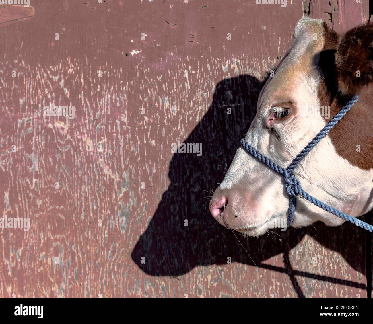 Hereford heifer head in profile next to weathered red barn with blank ...