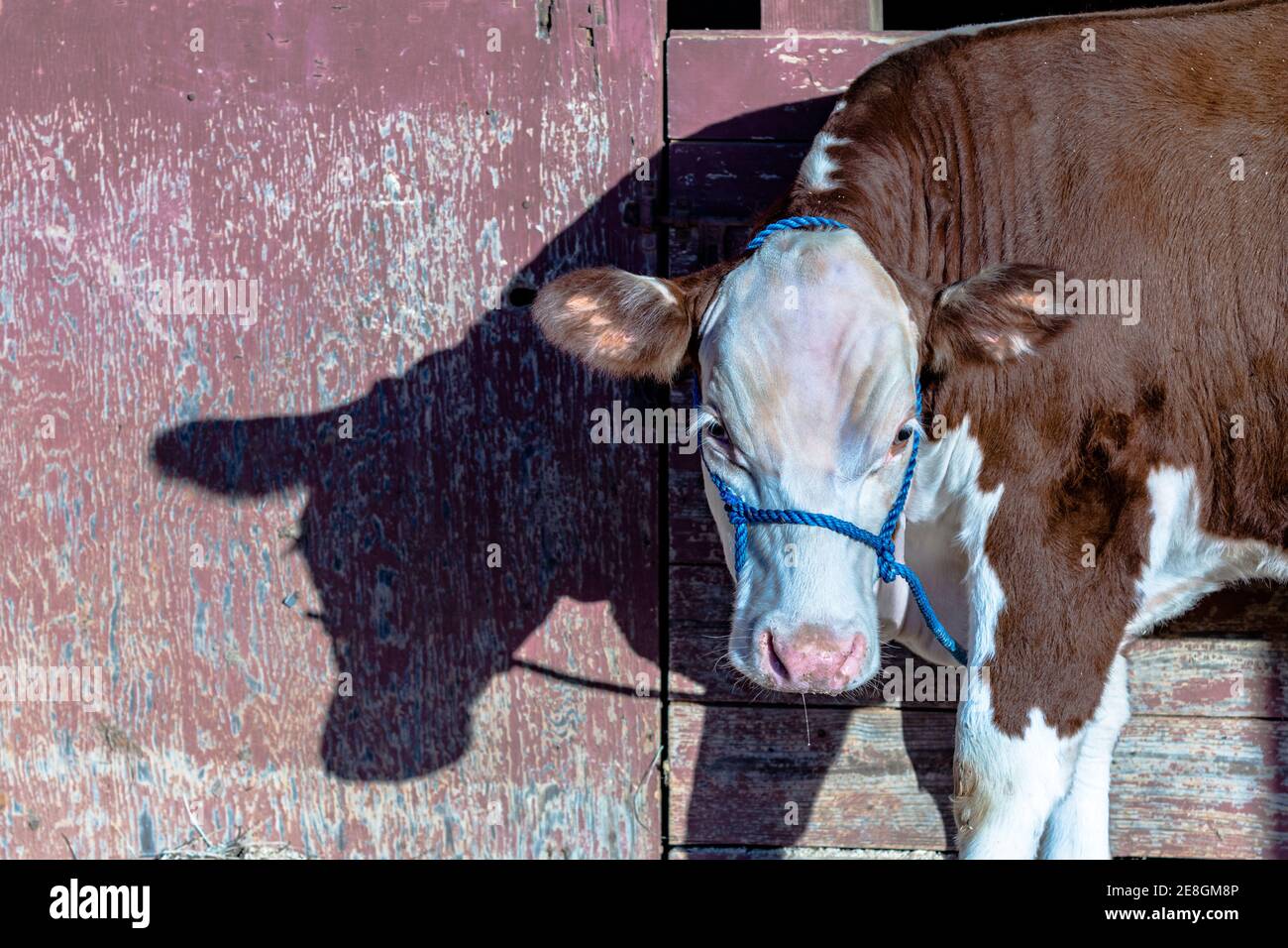 Polled hereford cattle hi-res stock photography and images - Alamy