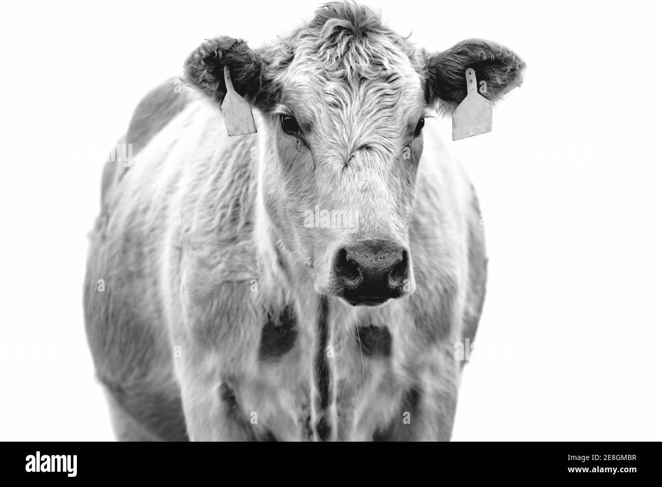 Cow looking up Black and White Stock Photos & Images - Alamy