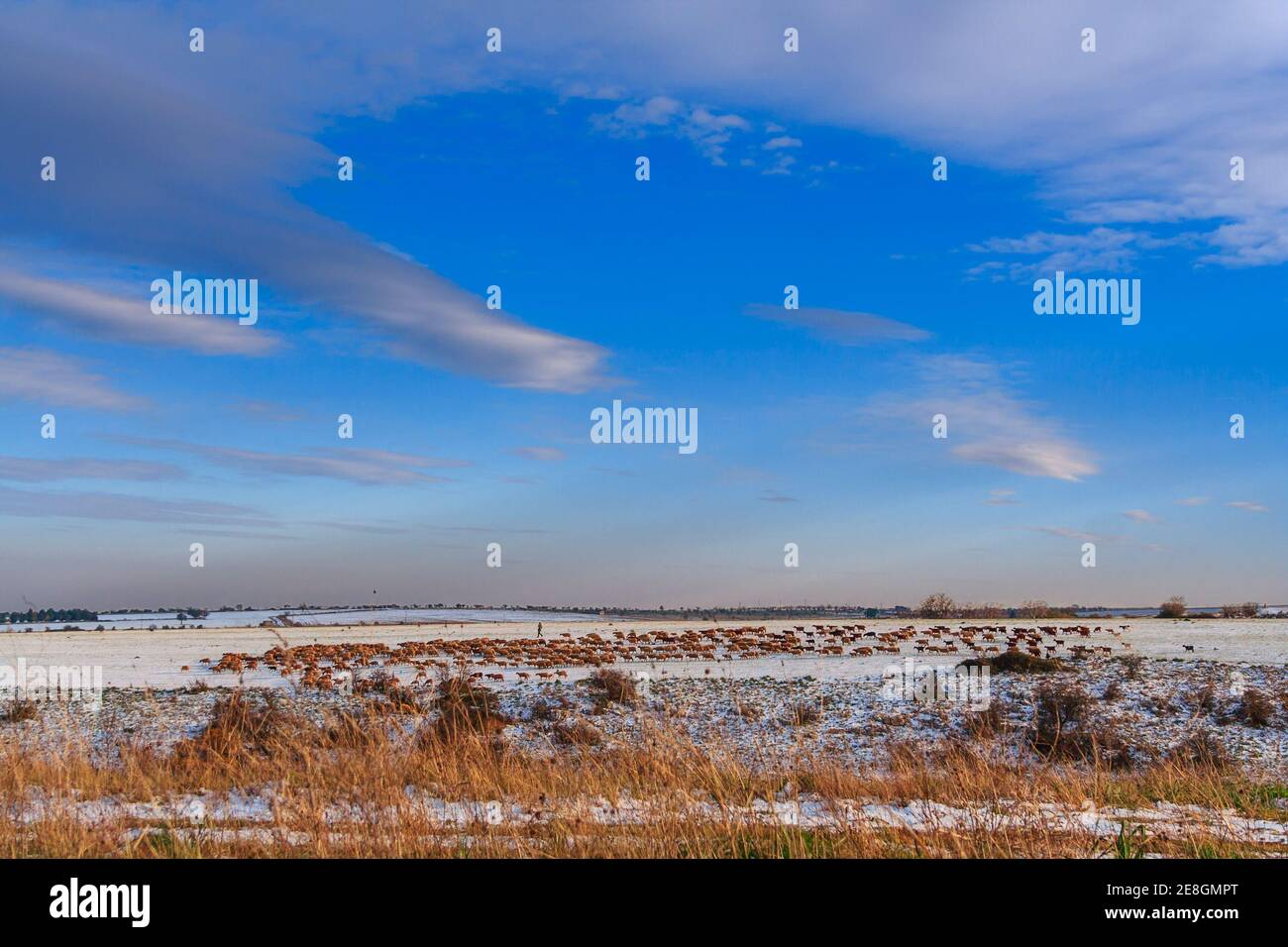 Grassland field winter hi-res stock photography and images - Alamy