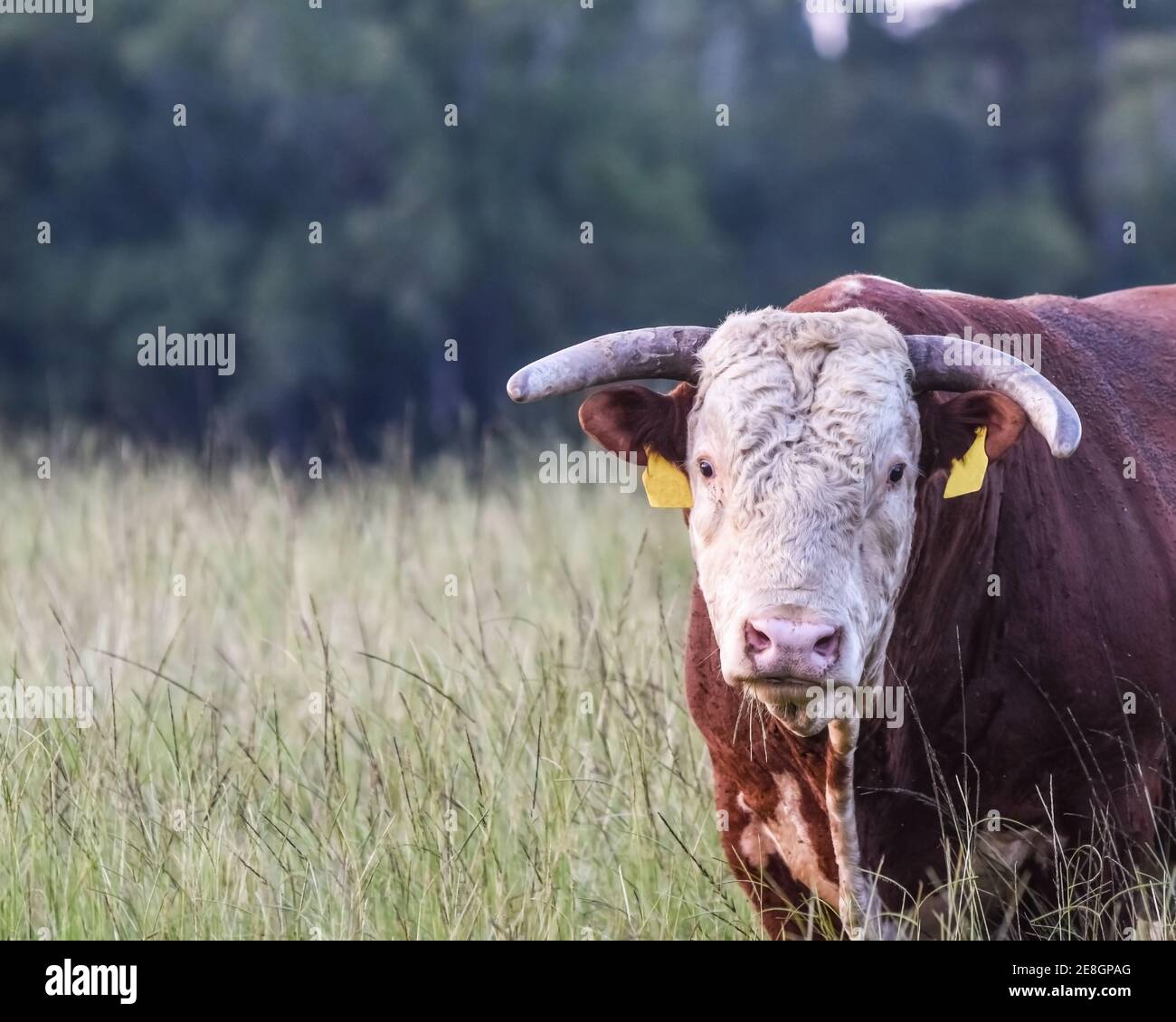 Horned Hereford bull in tall grass with blank area to the left Stock ...